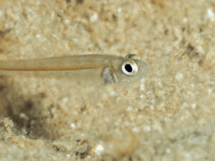 Didymus Of Alexandria - Catholic Saints Day