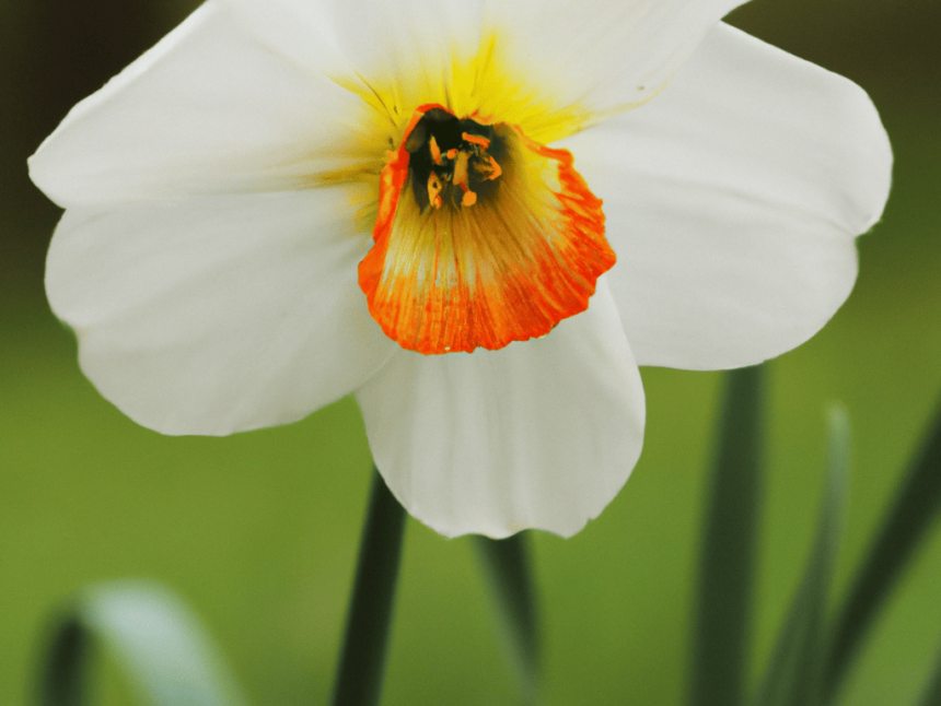 Narcisa De Jesús - Catholic Saints Day
