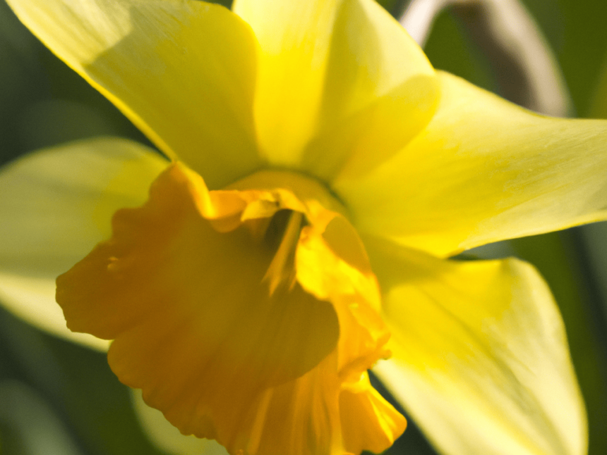 Narcissus - Catholic Saints Day